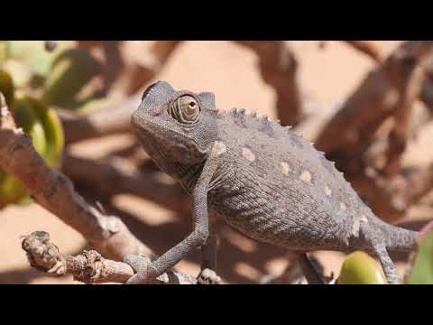 Just some of the animals that live in the Deserts of Namibia