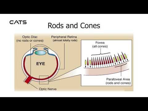 29 - Rods & Cones