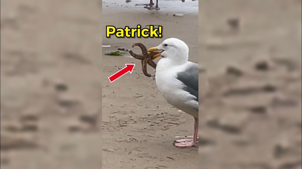 Rescuing Real Life Spongebob & Patrick #shorts
