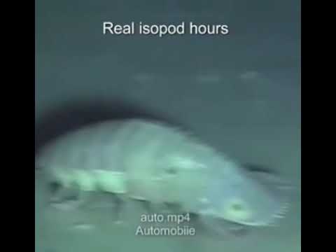 Steam Community :: Video :: It real Isopod hour
