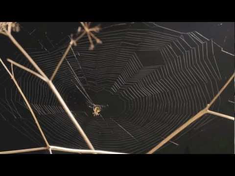 Spider building web time lapse