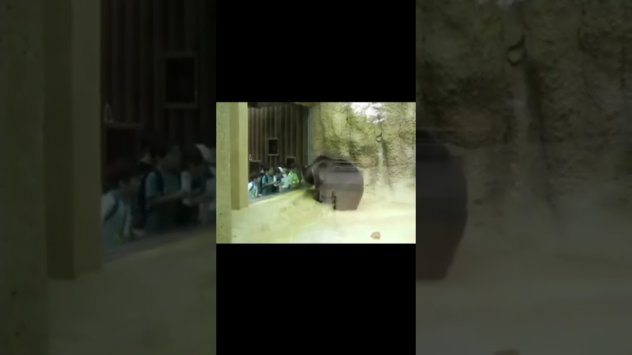Bear's vibing