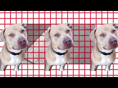 Forever Friends Humane Society AZ - Gomer