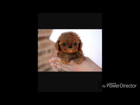 Compilation de photo de chiens trop mignon !!