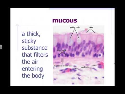 The Respiratory System Part 1 (C16L1P1)