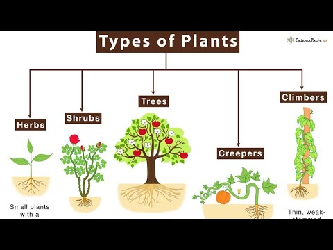 # 5 types of plants names with english /urdu meanings#