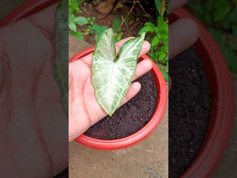 How to propagate syngonium plant #shorts #youtubeshorts #viralvideo #propagate #GardenGrafting