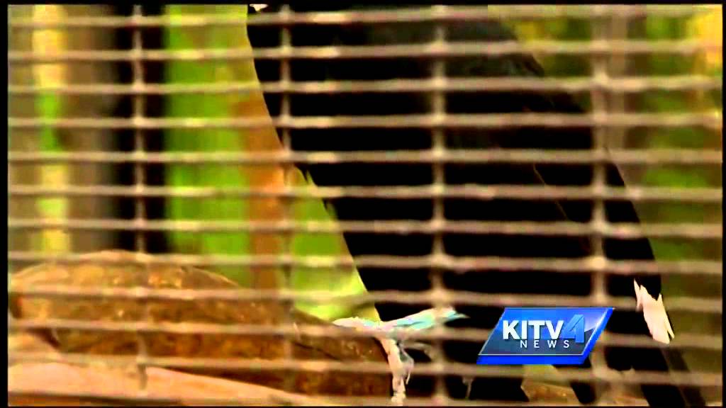 Going Wild: Toco Toucan