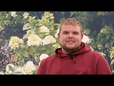 How to pronounce "Cytisus"