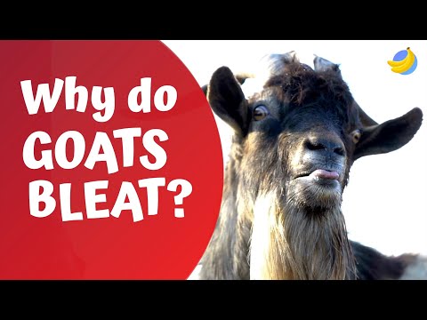 Why do goats bleatπ? | Curious Questions