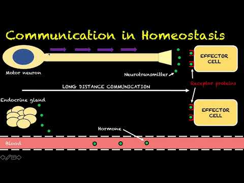Human Physiology # 44 - Endocrine Terminology