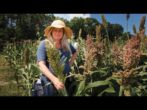 Plant scientist Doreen Ware – a CSHL PI profile