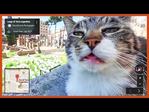 The Funniest Cats
