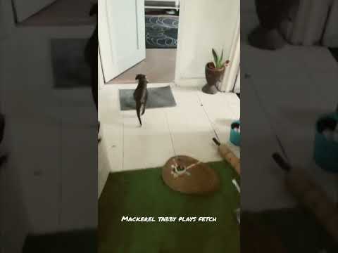 Mackerel tabby plays fetch π