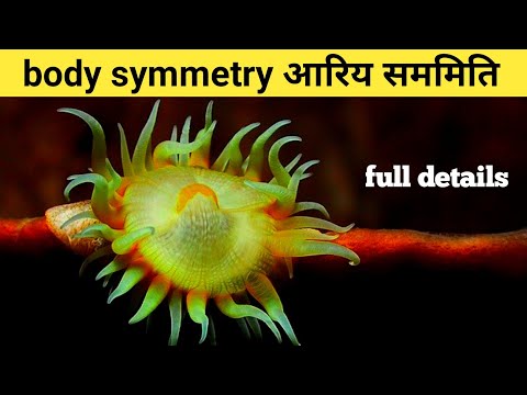 Body symmetry ||animal symmetry in hindi ||आरिय सममिति || bilateral,radial,asymmetry symmetry||