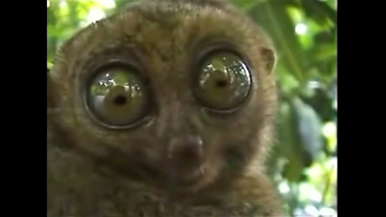 Dramatic Lemur Meme