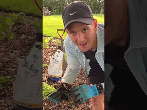 How to Plant Hostas! || Wyse Guide