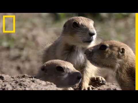 Des chiens de prairies se font chasser par un coyote