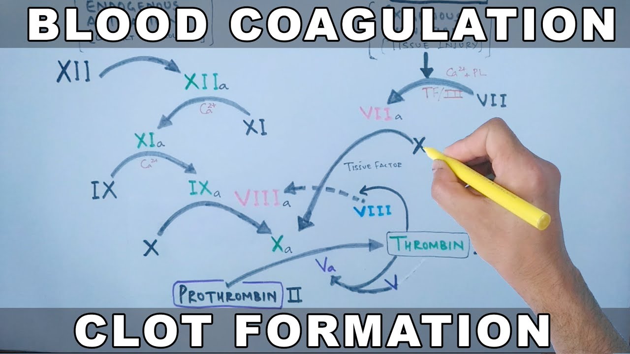 Coagulation Cascade | Intrinsic and Extrinsic Pathway