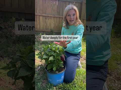When planting dig a hole 1 1/2 - 2 times the width of the hydrangea plant. #hydrangea