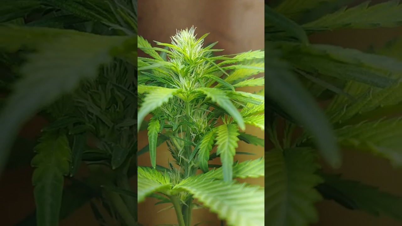 Semente de Prensado Entrando Na Segunda Semana De Floração  #plantarpranaocomprar #cultivoindoor