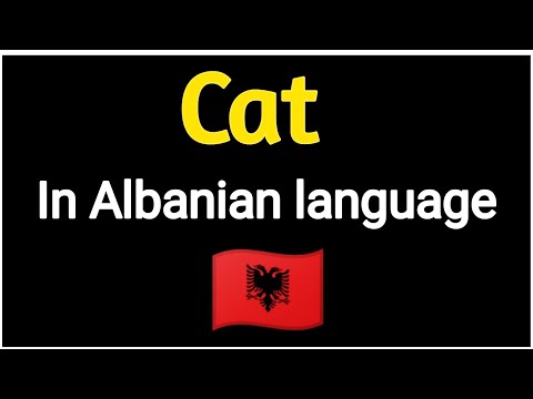 How To Say " Cat " In Albanian Languages .