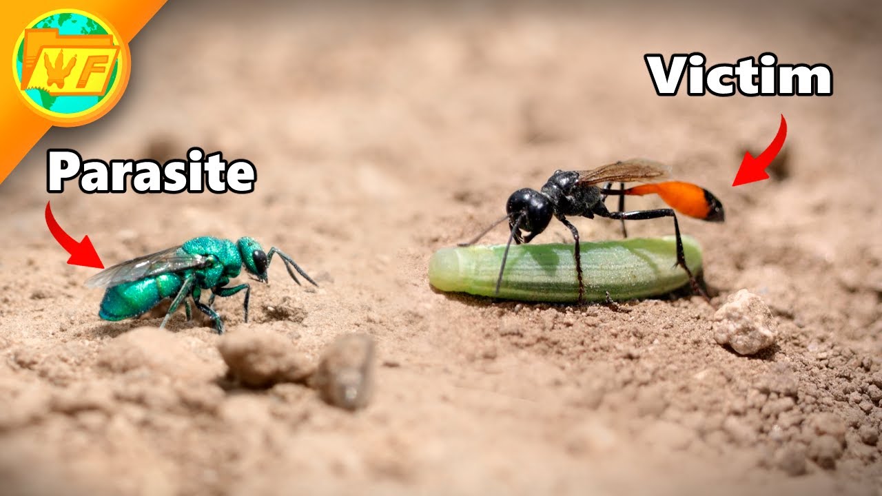 Cuckoo Wasp ATTACKS Sand Wasp...