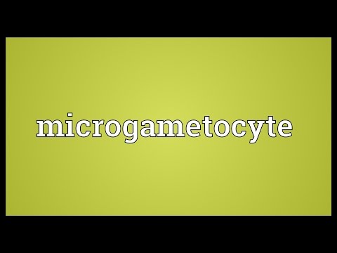 Microgametocyte Meaning
