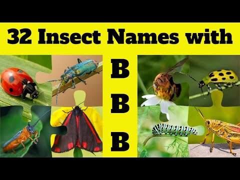 Insects and Bugs Vocabulary | 32 Insect Names Start with Letter B | ππInsects Name Vocabulary Part 2