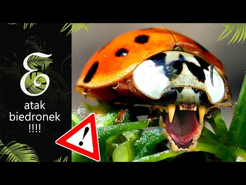 Plaga biedronek !Co zrobić? Zwalczać czy nie? Cała prawda o biedronce azjatyckiej. Biedronka Arlekin
