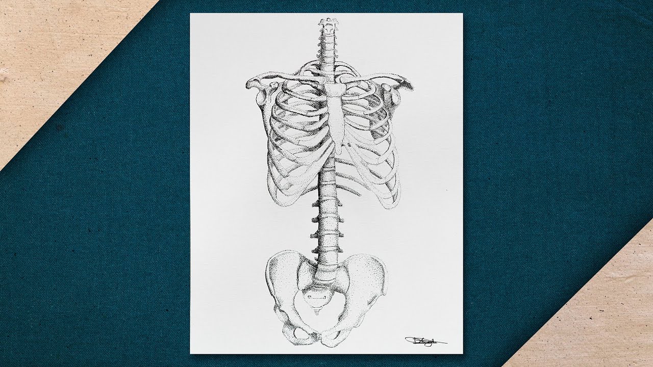how I made this illustration | human torso anatomy #stipplingart #anatomy