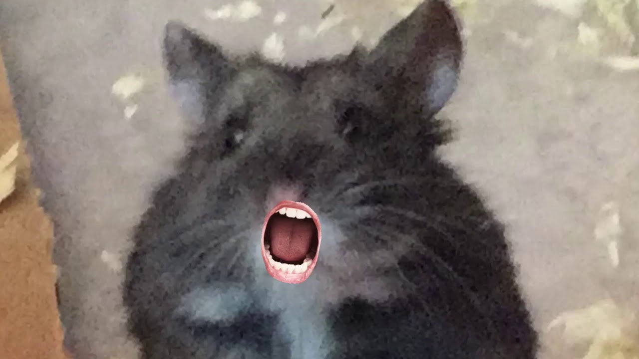 Free Screaming hamster gif