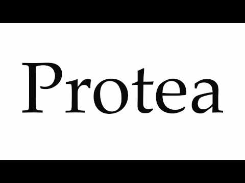 How to Pronounce Protea