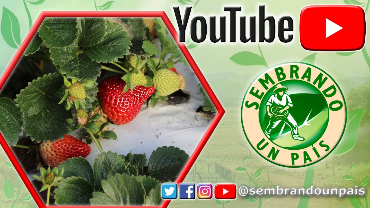 Clima, Suelo y Condiciones para Sembrar Fresas - Parte#1
