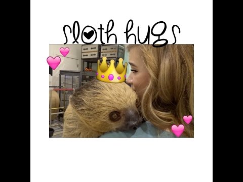 My Sloth Experience: Hattiesburg Zoo