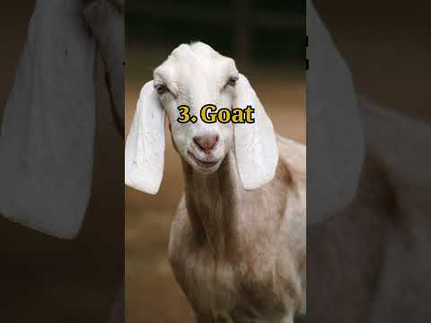 5 Halal Meat Animals In Islam Part-1 #islam #halal #animals #meat #food #info #top5 #shortfeed #feed