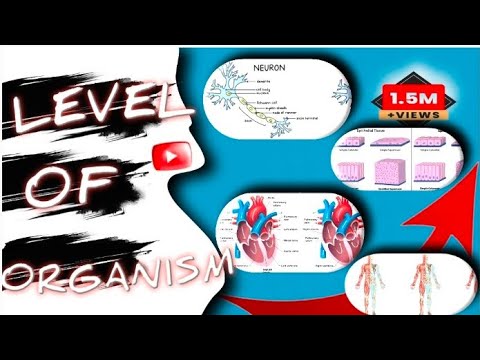 Levels of Organism/OR Organization ✨  |ACADEMIX ROOTS