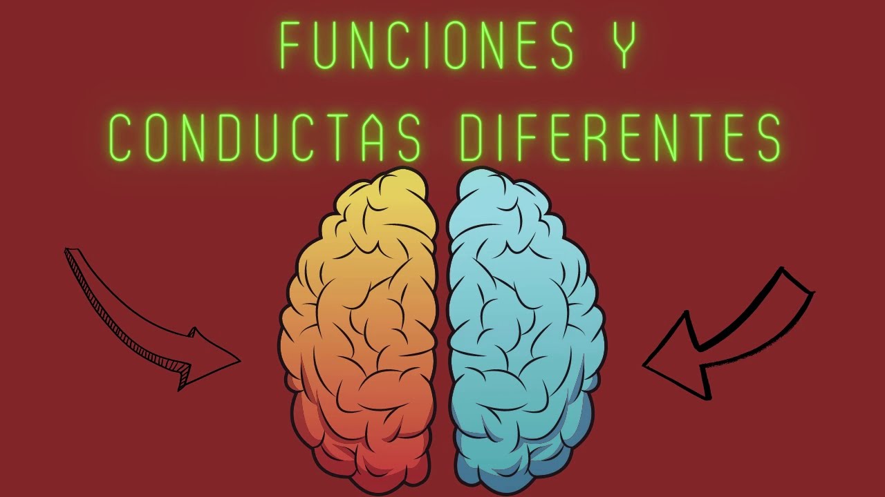 Hemisferios cerebrales y sus funciones! :D