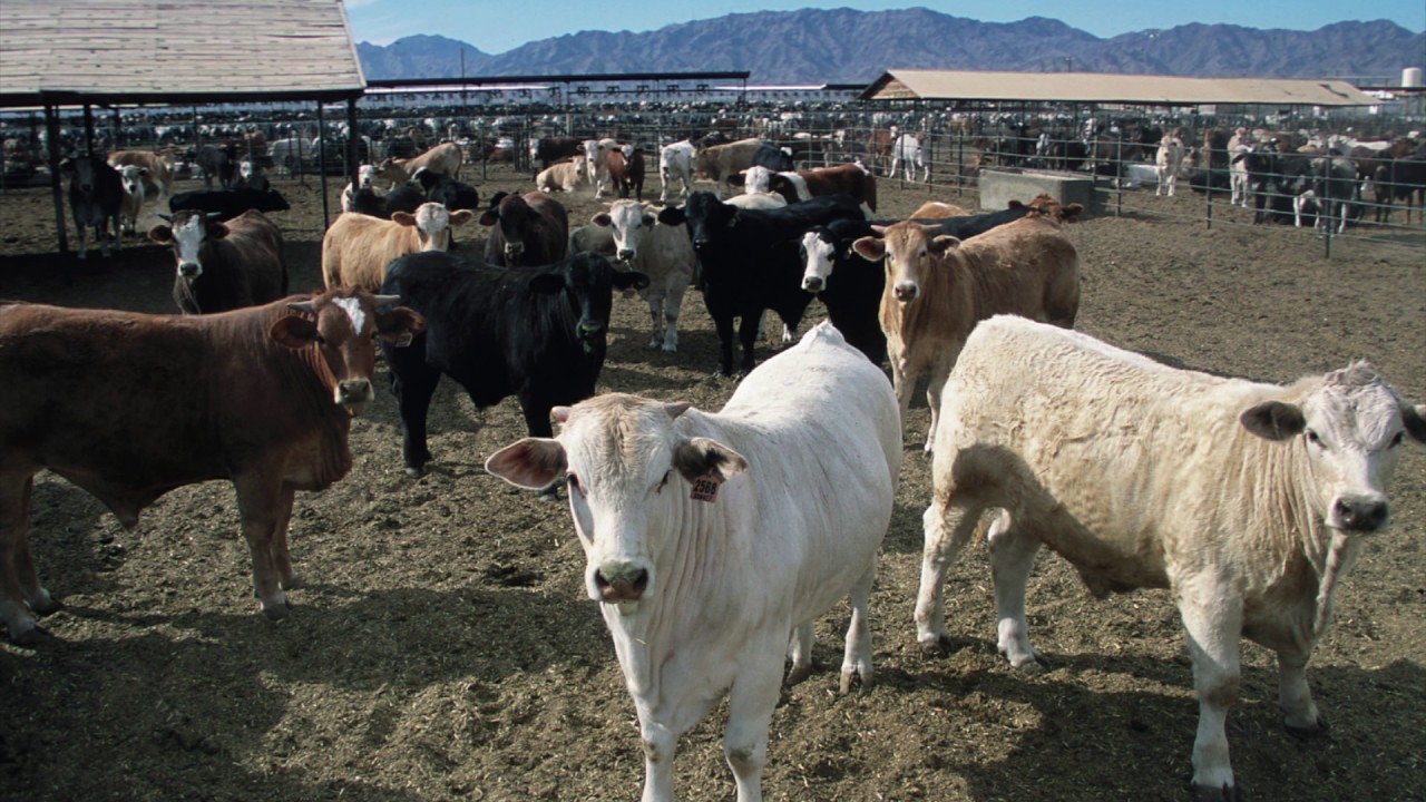 Manure Nutrient Management