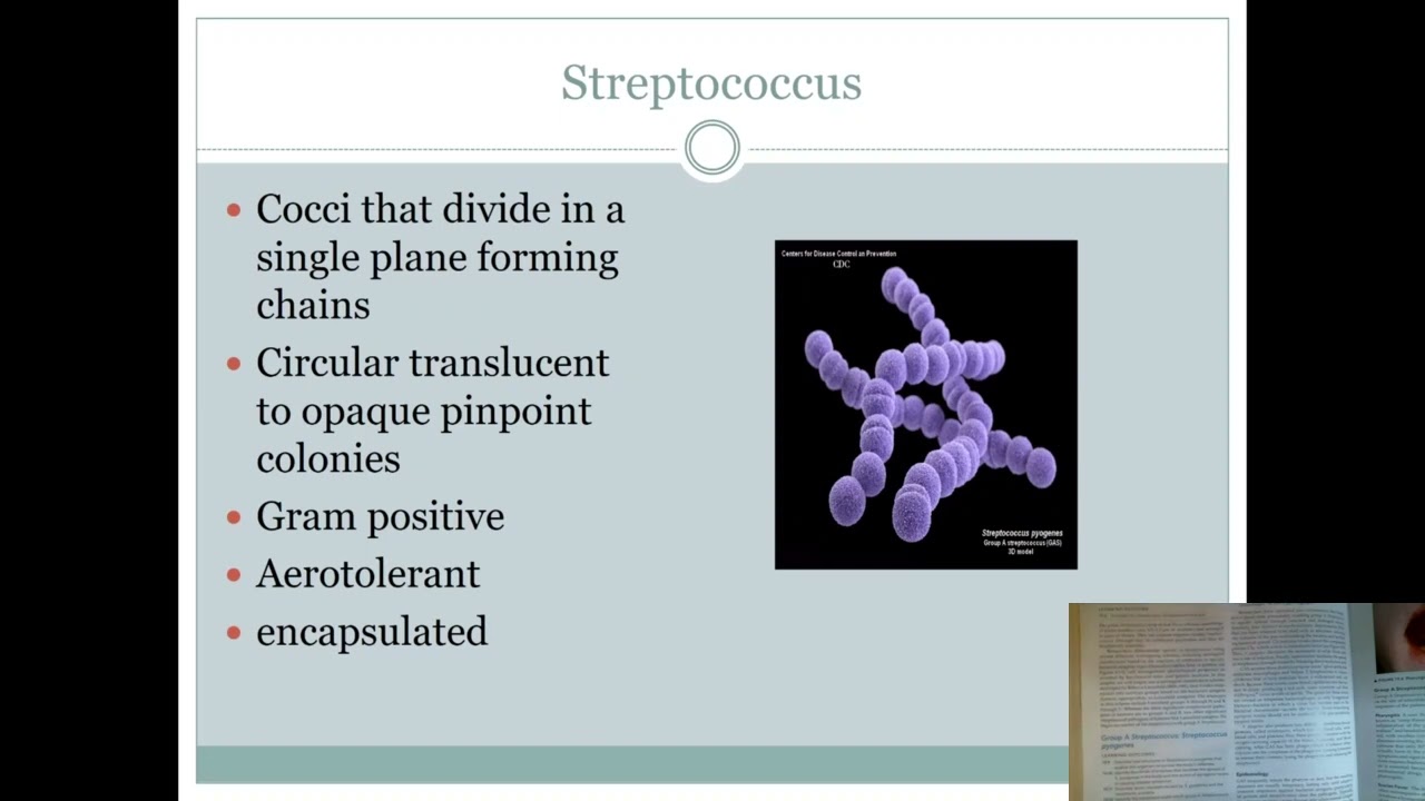 Bacteria powerpoint   Gram positive and spirochetes default