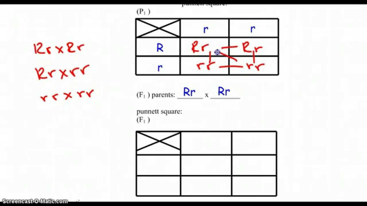 10Q Monohybrid Problems WS - ANSWER KEY (14:47)