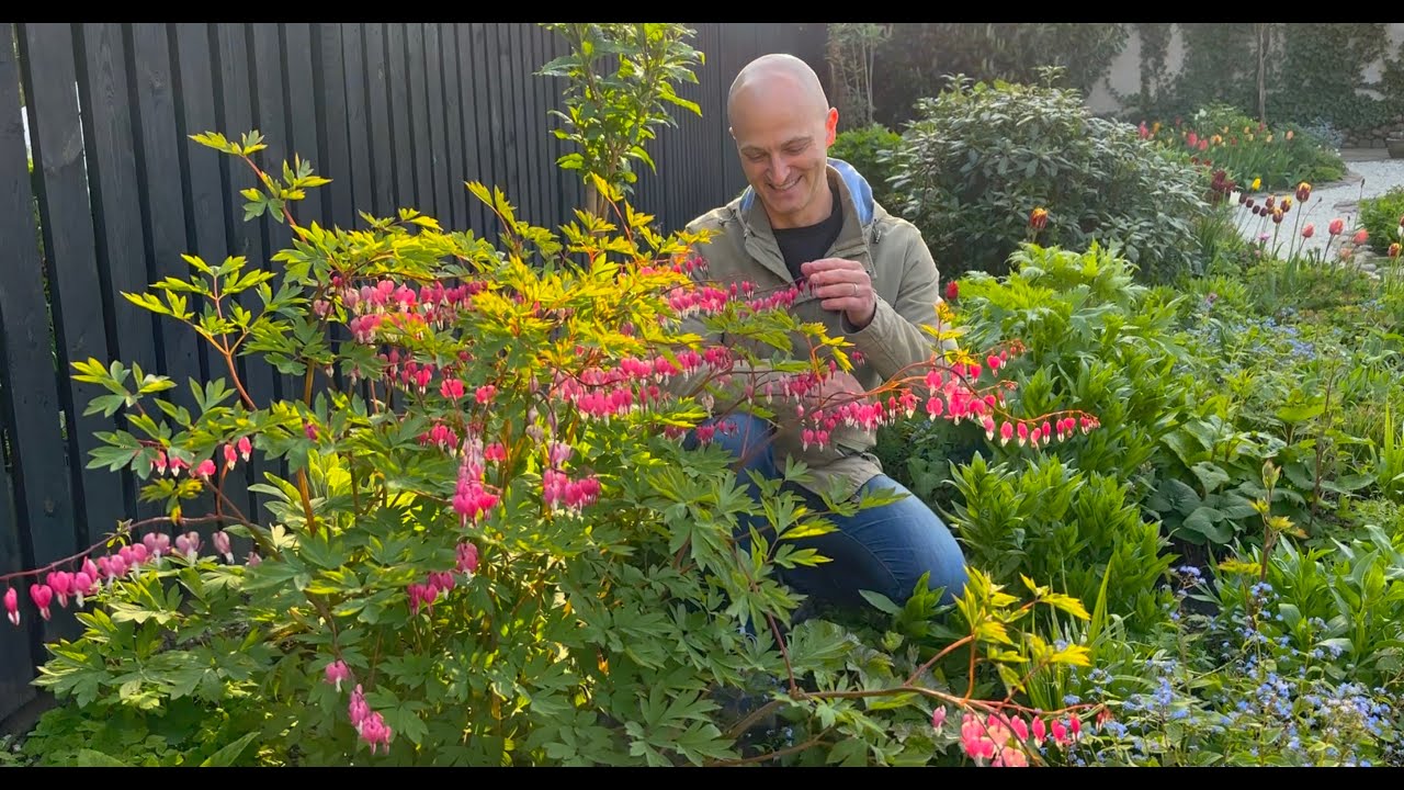 How to Grow & Care For Bleeding Heart | Perennial Garden
