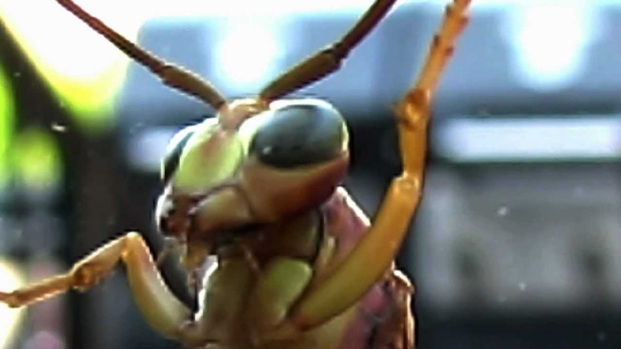 Paper Wasp