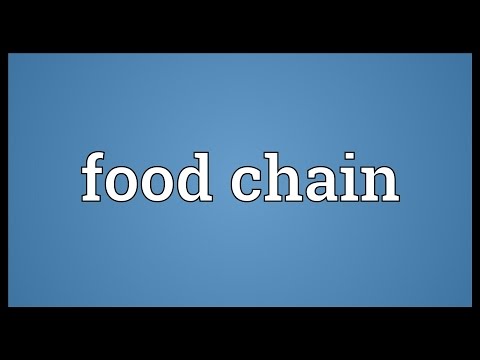 Food chain Meaning