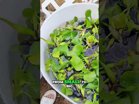 Amazing Pond Plants Haul for Just $35!