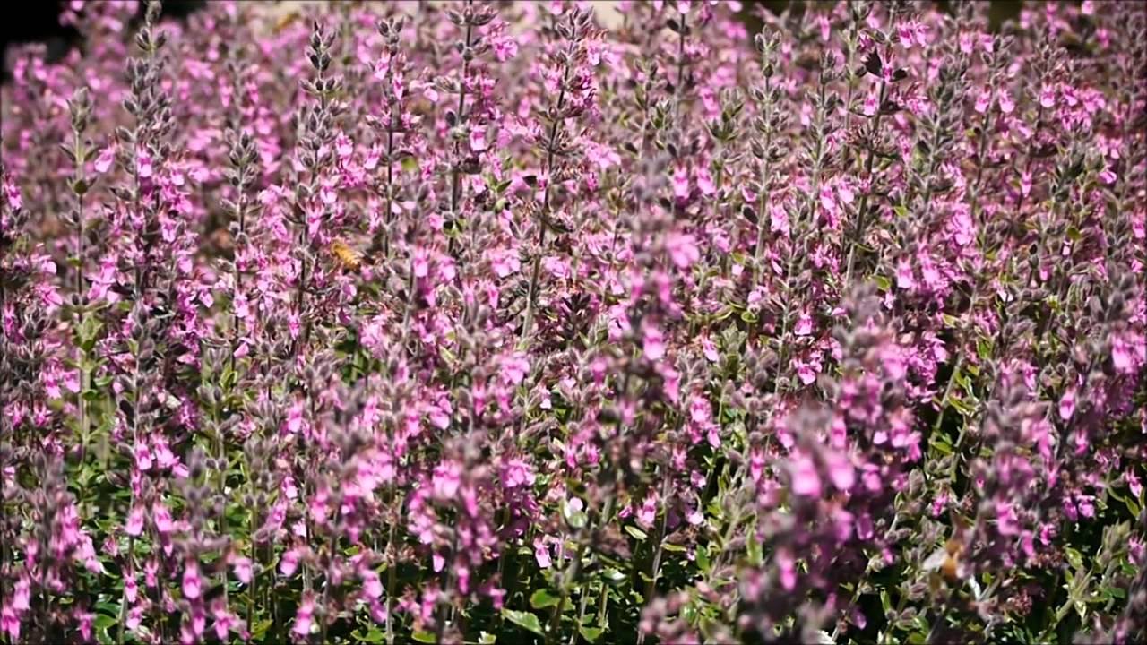 Bees on Teucrium
