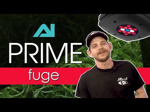 Prime Fuge Review: The Best Refugium Light We've Ever Tested—Grow Macroalgae FAST!