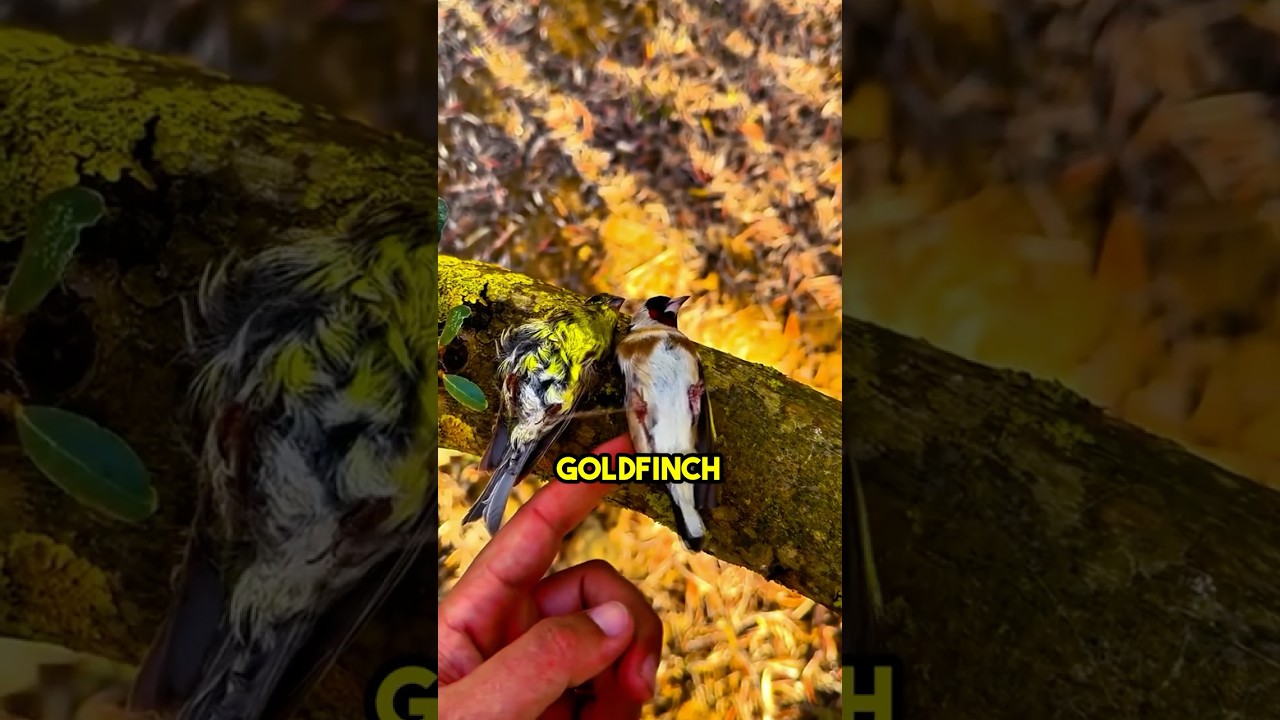 The Bird That Sleeps on Sunflowers! 🌻