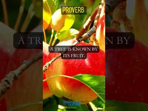 Proverb Of The Day A Tree Is Known... #proverbs #quotesaboutlife #wisequote #dailyproverb
