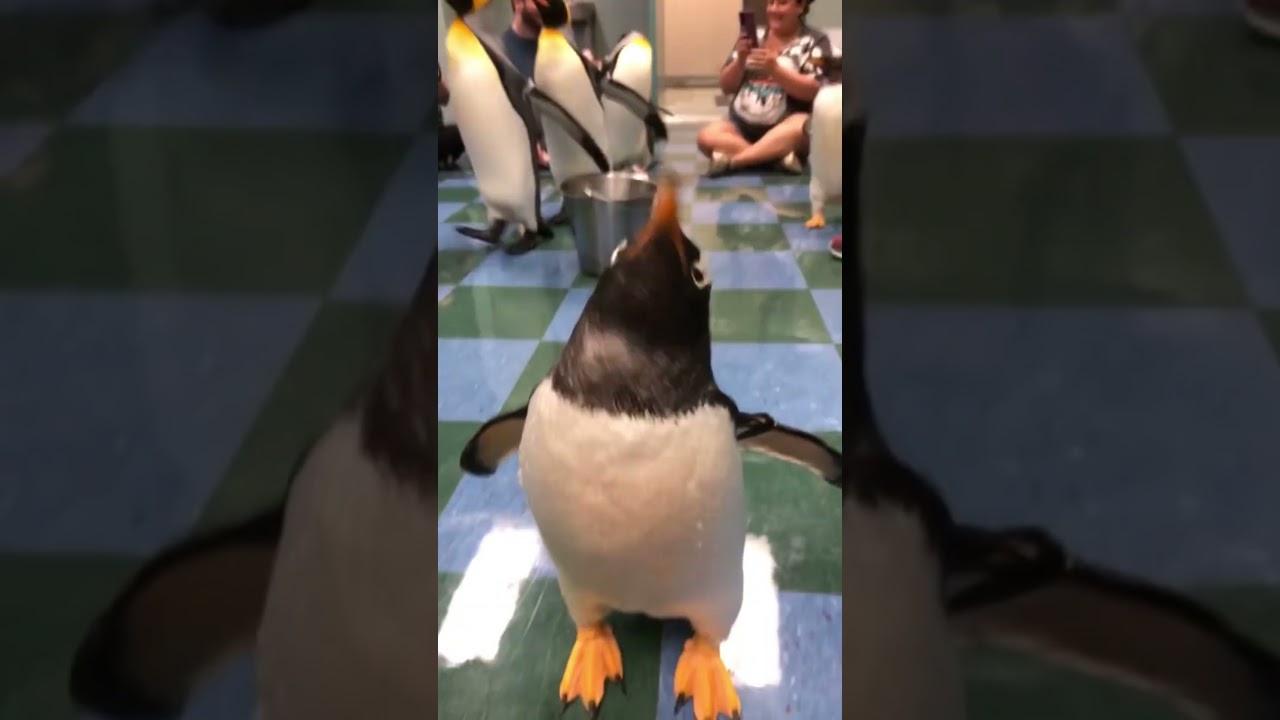 Penguin Dance: Viral Video Sensation- ENJOY!